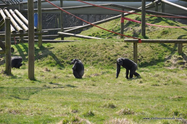 Monkey World | Visit Bournemouth