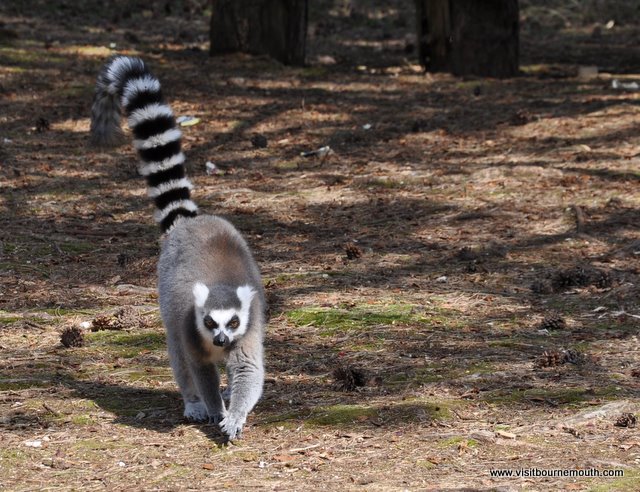 Monkey World | Visit Bournemouth